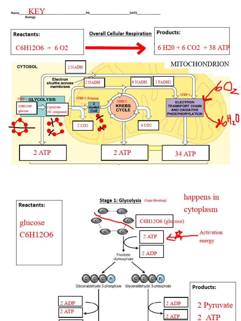 Cellular Respiration Overview Diagrams | PDF | Adenosine Triphosphate ...