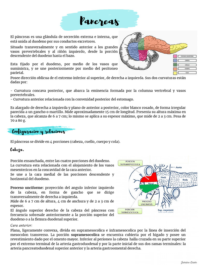 Anatomía del Páncreas: Estructura y Relaciones | PDF | Páncreas ...