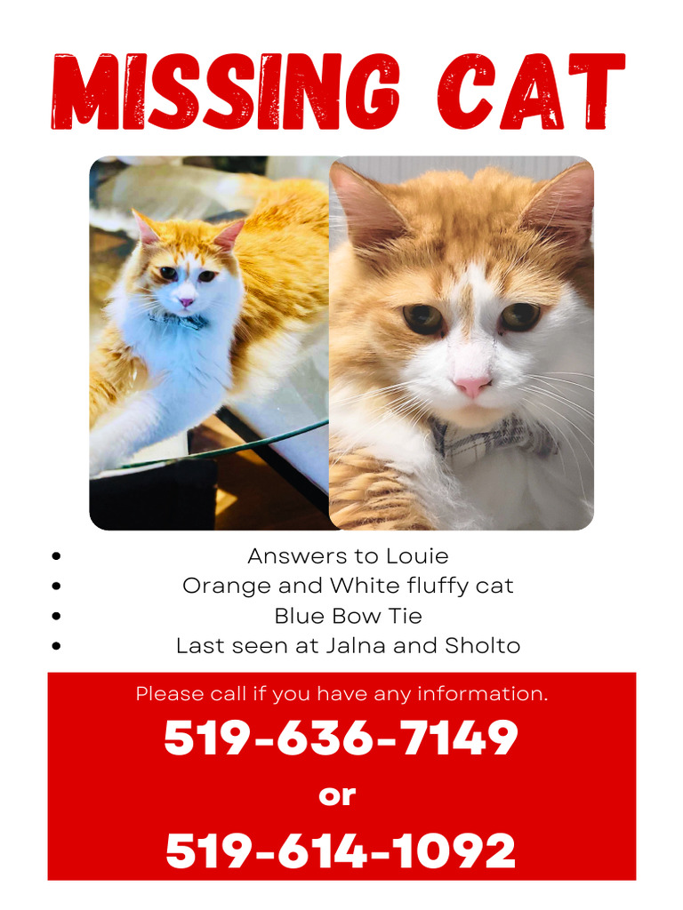 Missing Cat | PDF