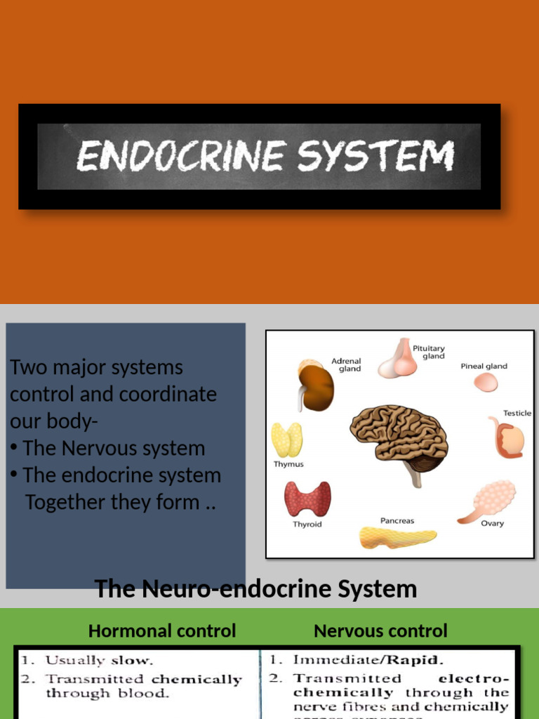 Understanding the Neuro-Endocrine System | PDF | Adrenal Gland | Thyroid