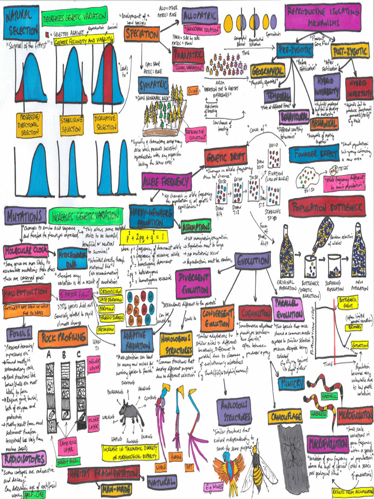 Concept Map - Evolution | PDF