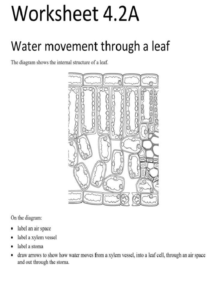 Water Movement Through A Leaf | PDF