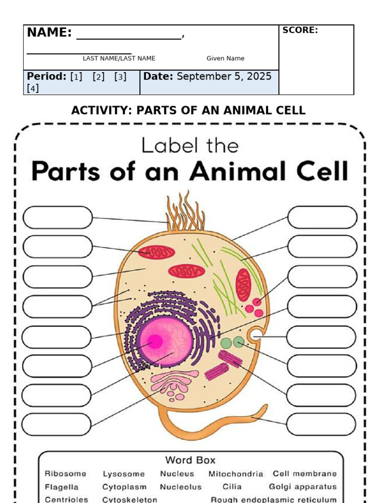 Science 6 Activity-Label The Parts of An Animal Cell | PDF