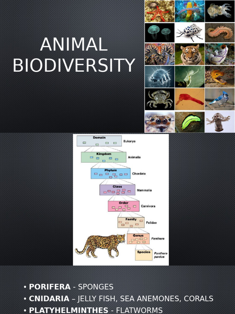 Animal Biodiversity Grade 11 | PDF | Biology | Zoology