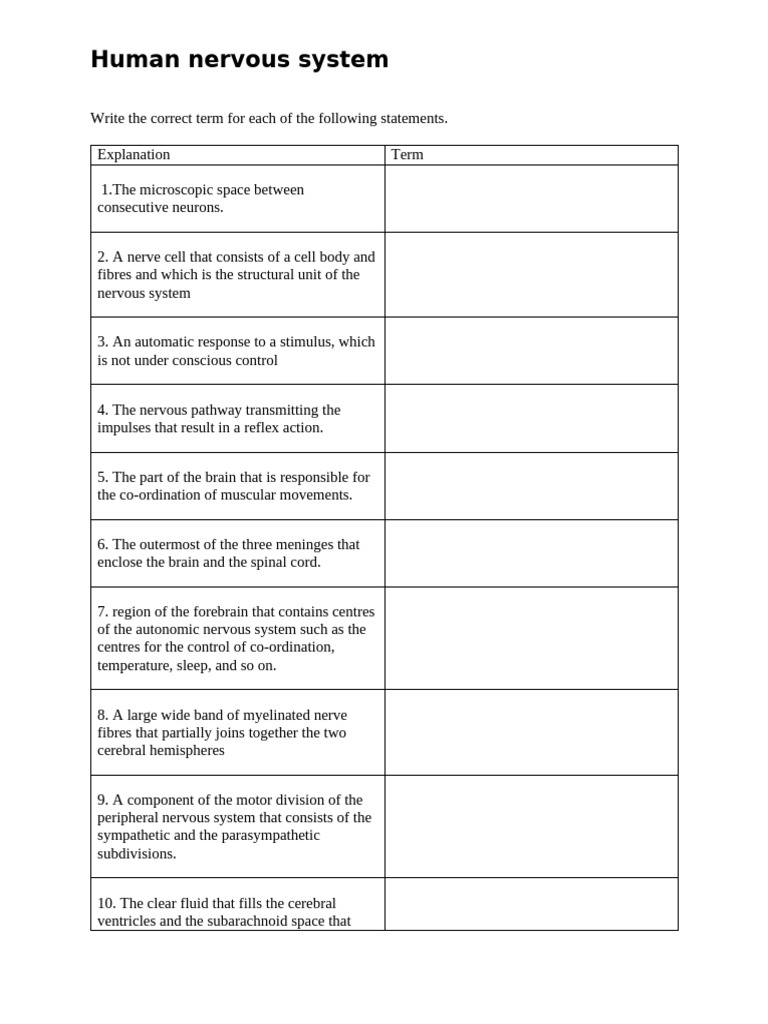 Human Nervous System Terminology Quiz | PDF