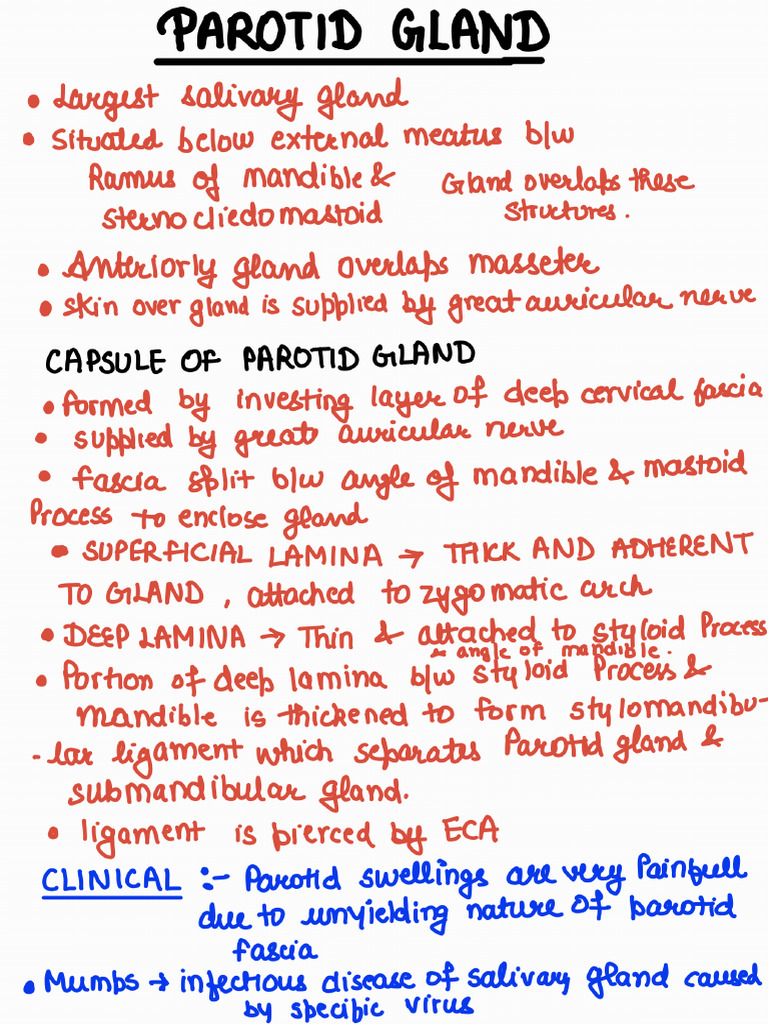 Parotid Gland - 250821 - 175025 | PDF