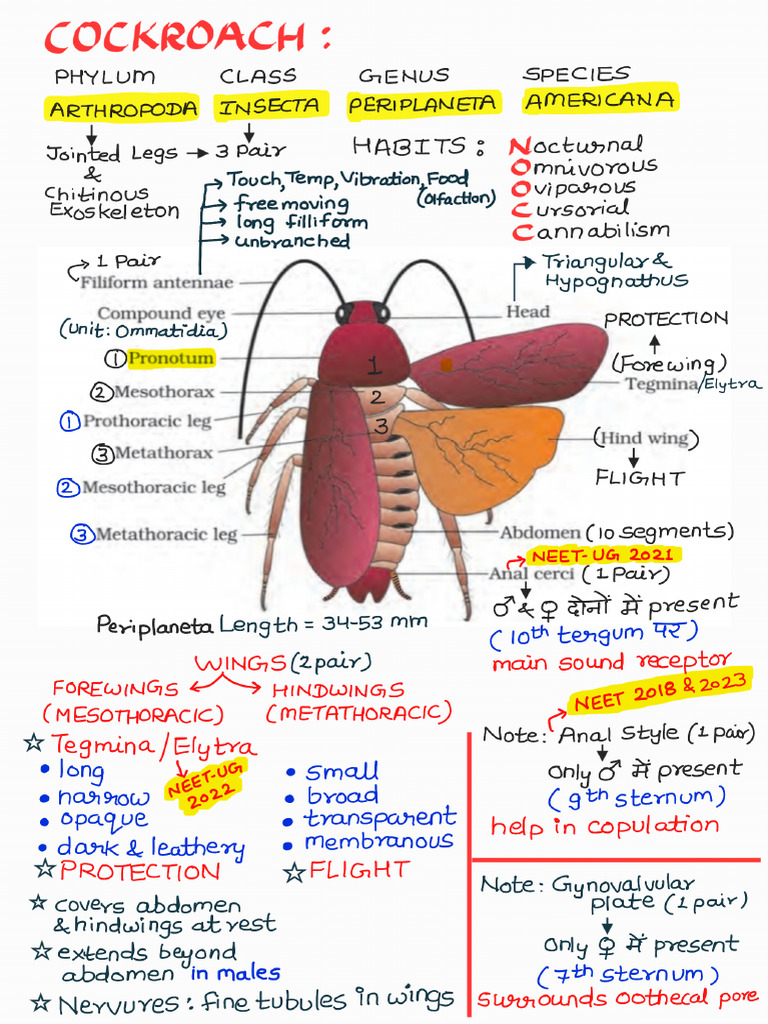 Cockroach | PDF