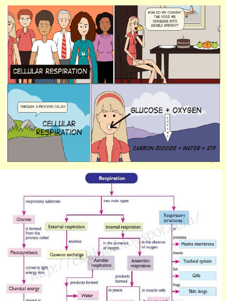Cellular Respiration | PDF | Cellular Respiration | Electron Transport ...