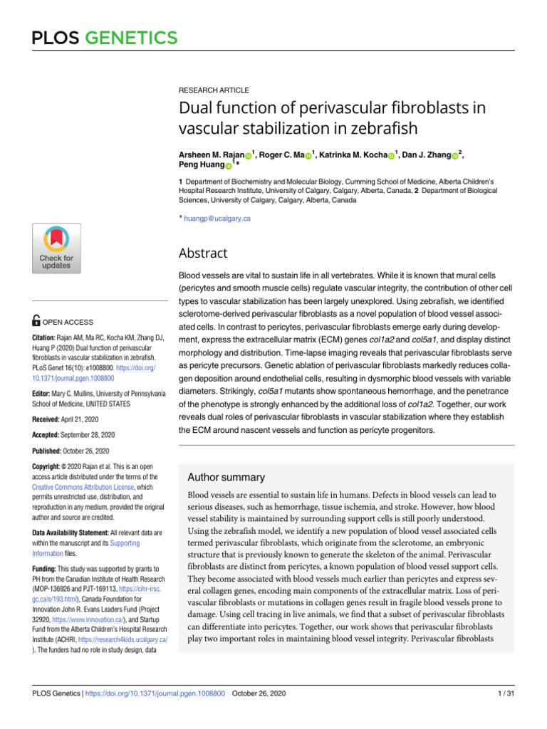 Dual Function of Perivascular Fibroblasts Invascular Stabilization in ...
