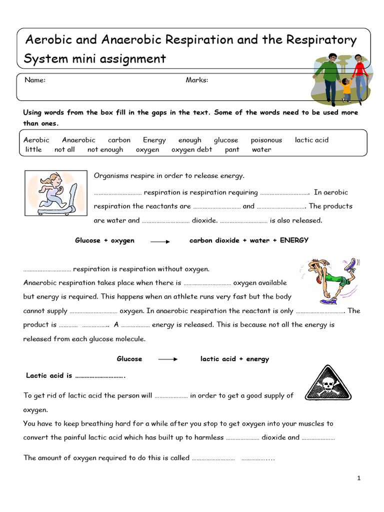 6 Respiratory System Mini Assignment | PDF | Respiratory Tract ...
