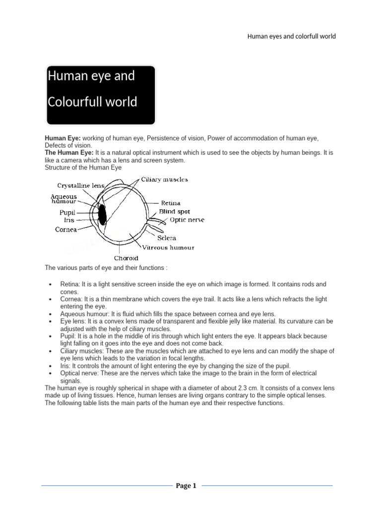 Human Eye Notes 2025 | PDF | Eye | Human Eye