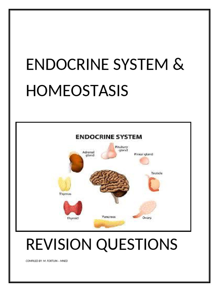 Endocrine System Homeostasis Questions | PDF | Hormone | Endocrine System