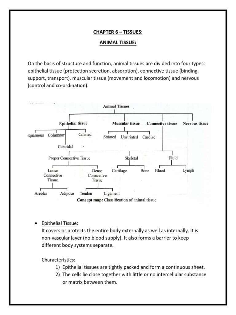 Chapter 6 Animal Tissue Pdf Epithelium Neuron