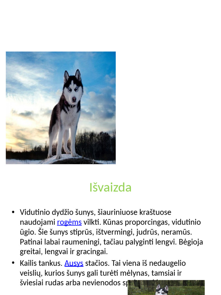 Sibiro Haskiai | PDF