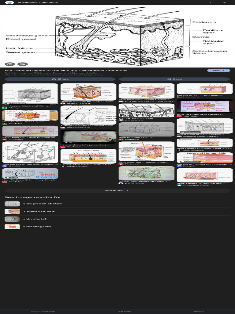 Labeled Diagram of Skin Layers | PDF | Skin | Integumentary System