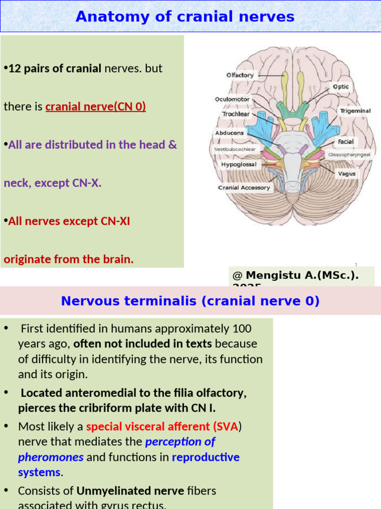 Overview of Cranial Nerves Anatomy | PDF | Vagus Nerve | Nervous System