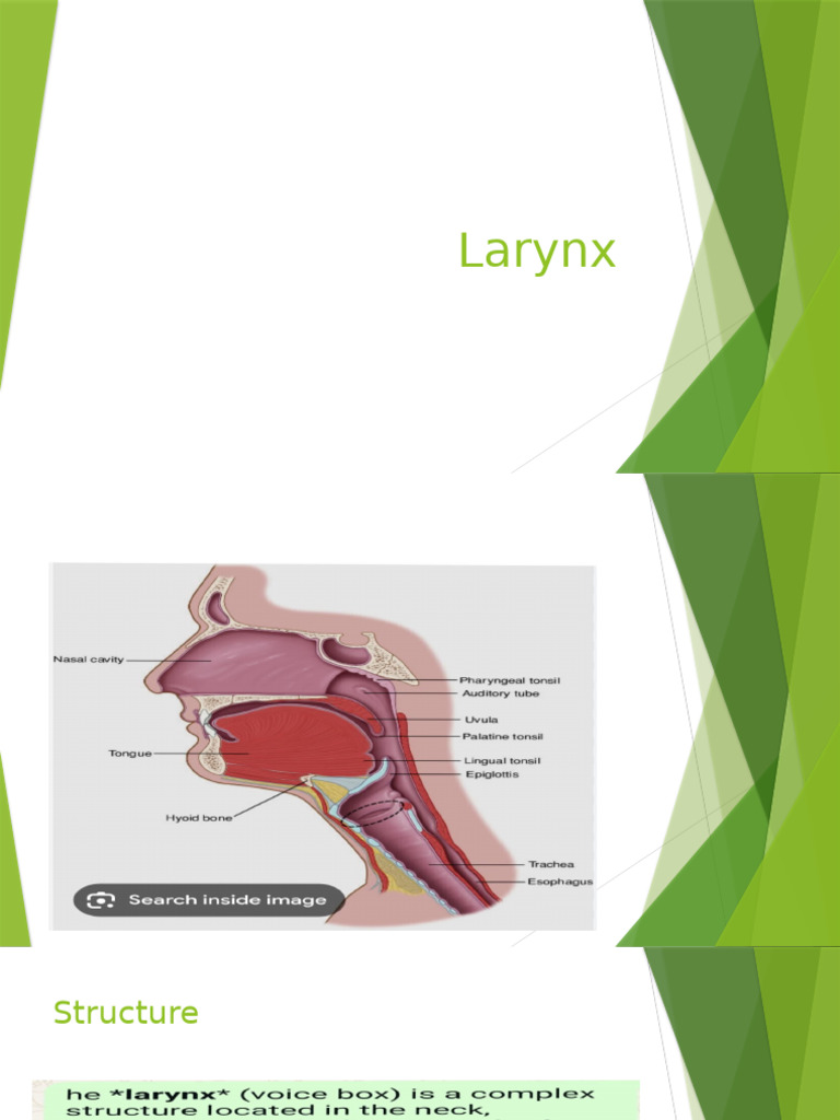 Larynx | PDF