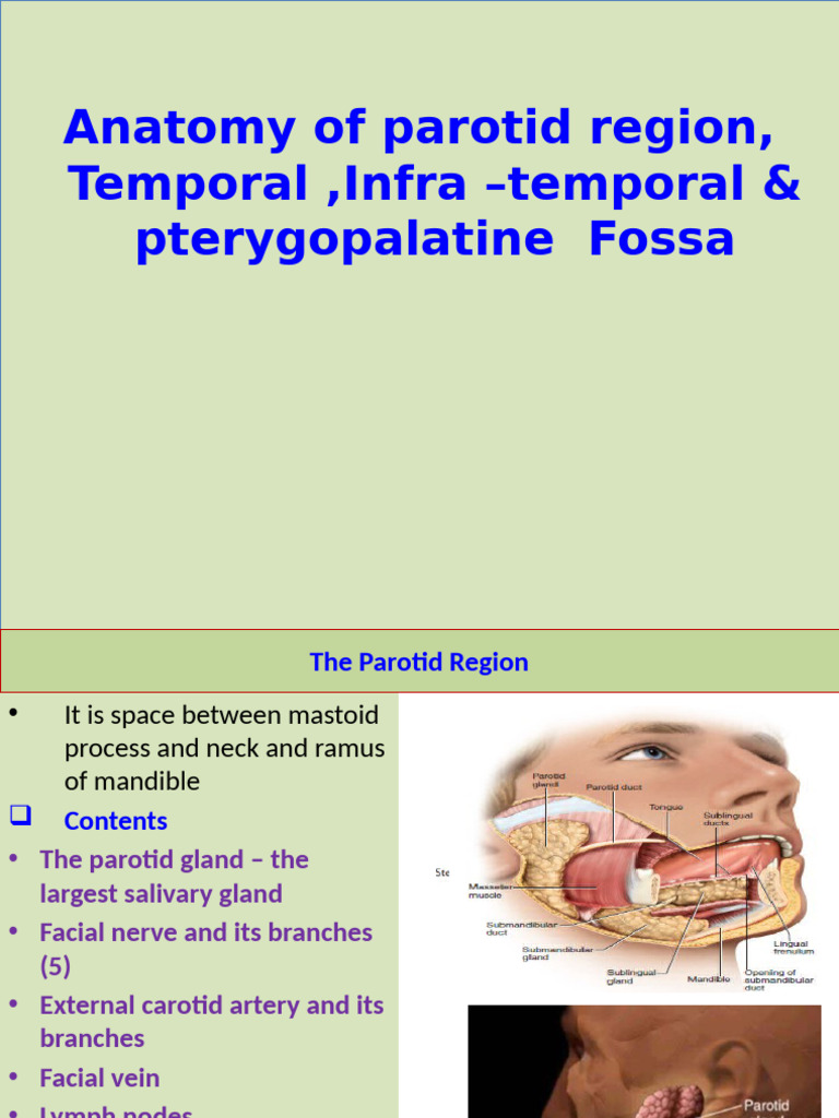 Parotid and Infratemporal Fossa Anatomy | PDF | Human Head And Neck ...