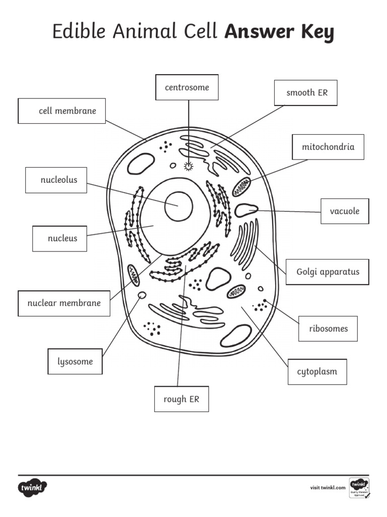 Answer Key Edible Animal Cell Activity | PDF
