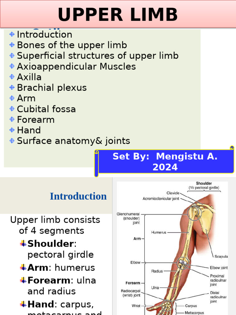 Anatomy of the Upper Limb Explained | PDF | Arm | Thumb
