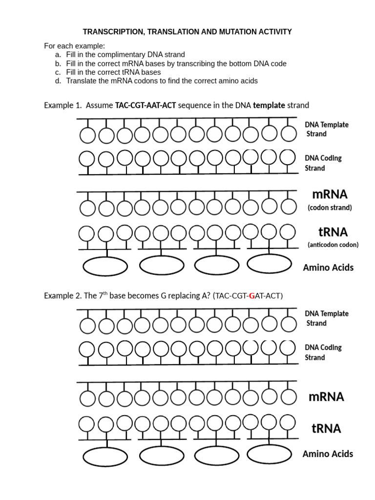 Activity 1. Transcription, Translation and Mutation | PDF | Translation (Biology) | Messenger Rna
