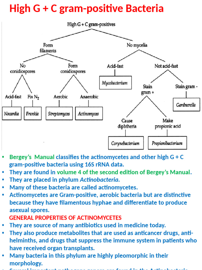 High G+C Bacteria | PDF | Mycobacterium | Bacteria