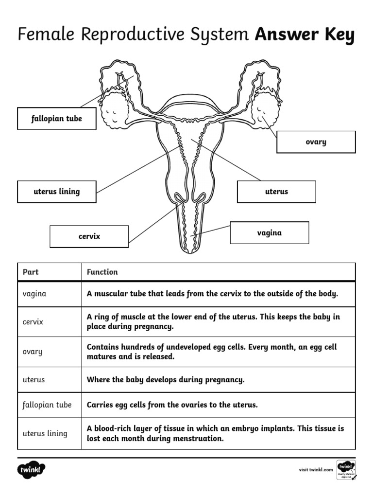 Answer Key Female Reproductive System Labeling Activity | PDF