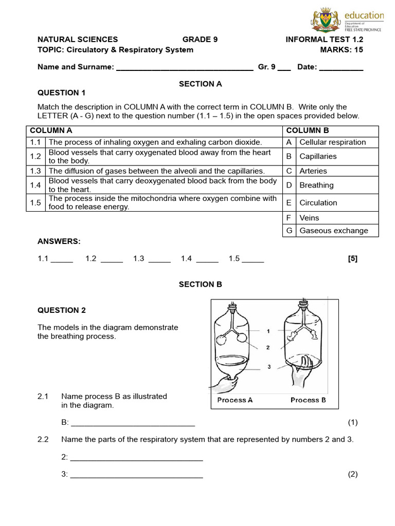 Grade 9 Test: Circulatory & Respiratory Systems | PDF | Respiratory ...