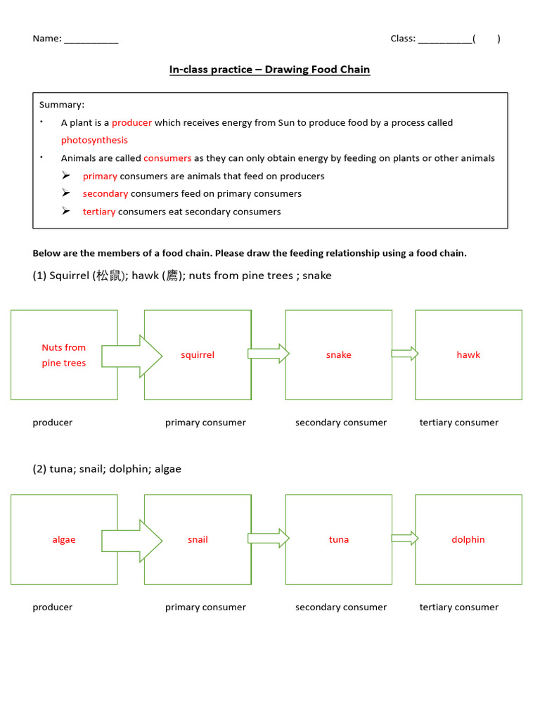 Drawing Food Chains: Producers & Consumers | PDF