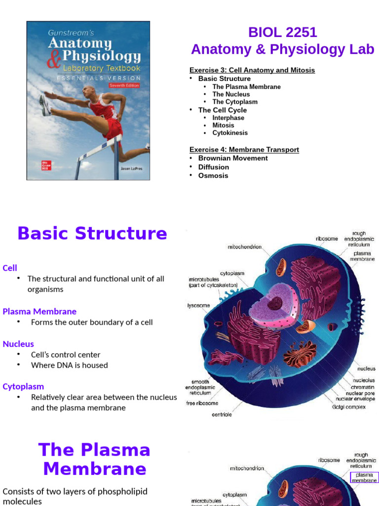 BIOL 2251 Week 2 Exercises 3,4 Fall 2020 | PDF | Mitosis | Cell (Biology)