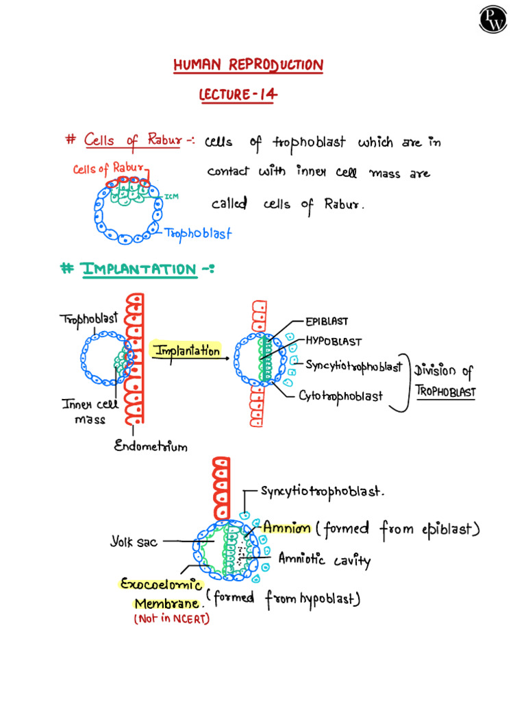 Human Reproduction - Handwritten Notes (Of Lecture 14) - Lakshya Neet ...