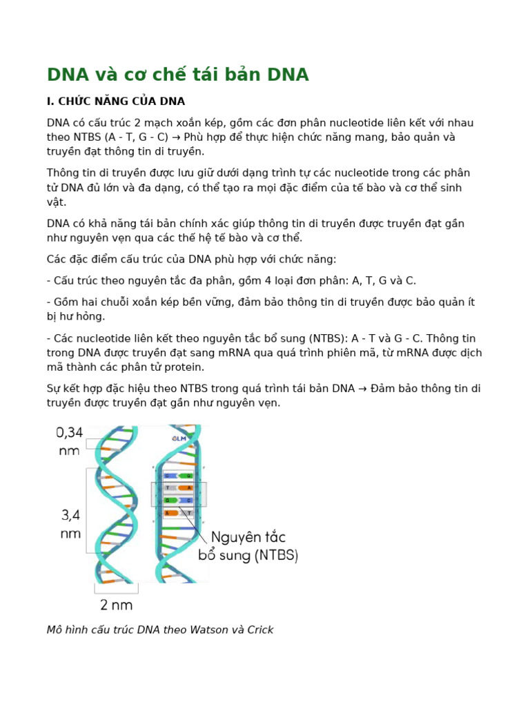 DNA Và Cơ Chế Tái Bản DNA | PDF