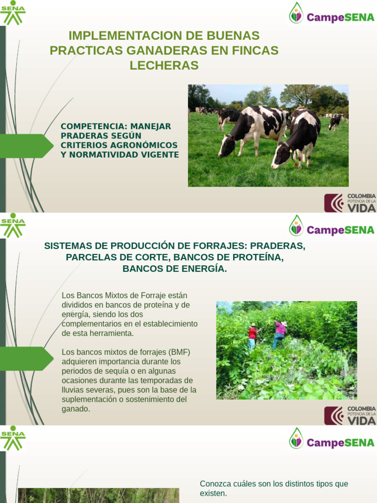 3 Sistemas de Producción de Forrajes | PDF | Pasto | Precipitación