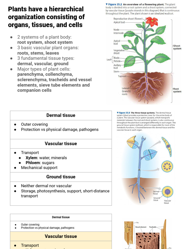 Plant Cells and Tissues From Campbell | PDF