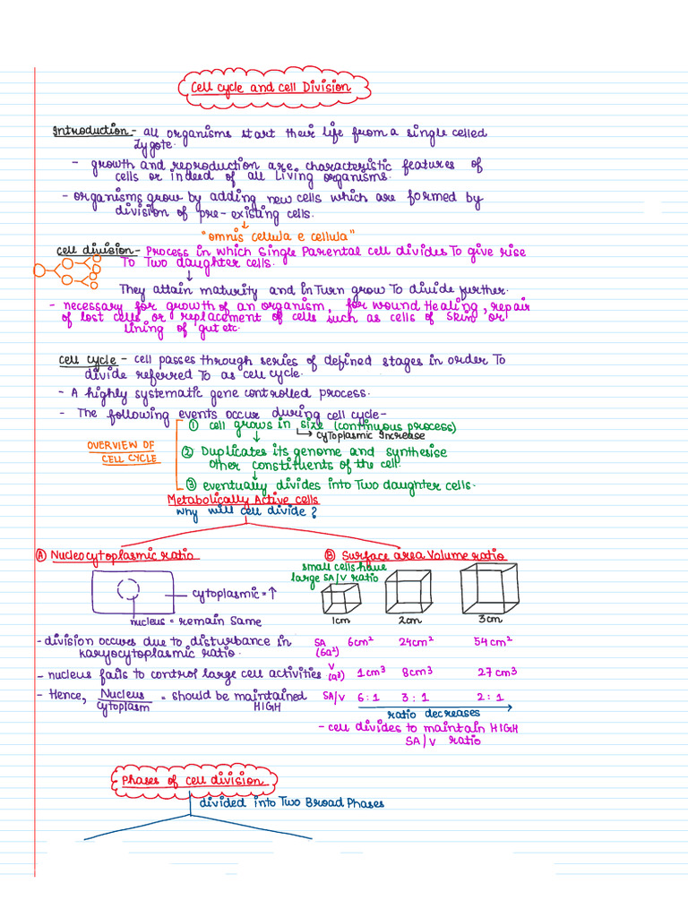 CELL CYCLE (MITOSIS, MEIOSIS I AND INTERKINESIS) Details | PDF