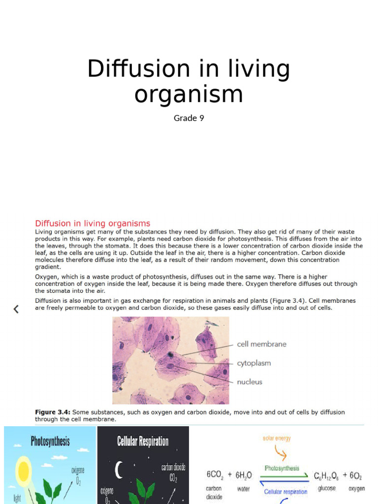 Diffusion in Living Organism | PDF