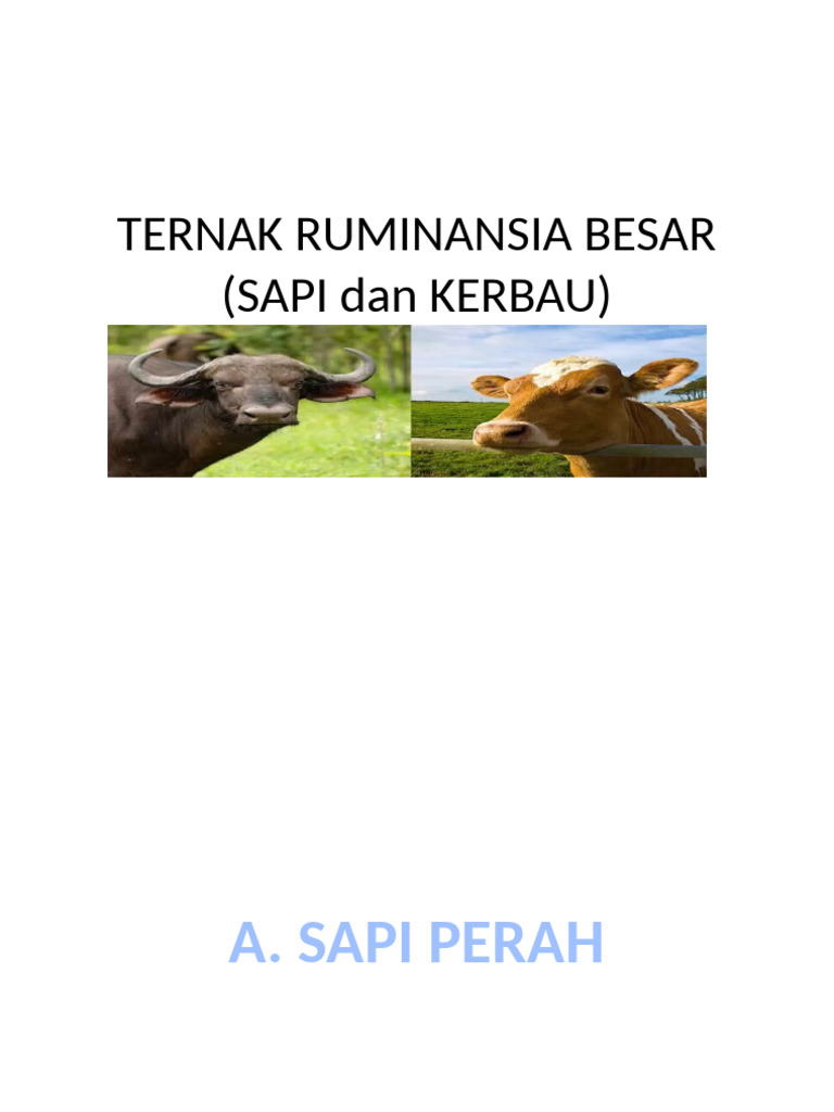 TERNAK RUMINANSIA BESAR (SAPI Dan KERBAU) | PDF