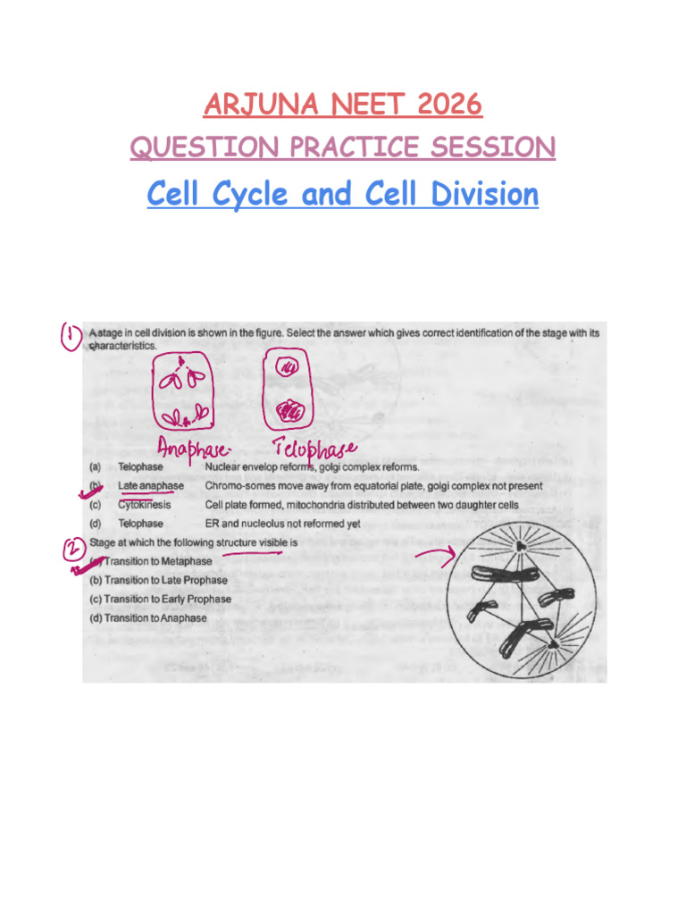 Cell Division Questions Ans Key | PDF