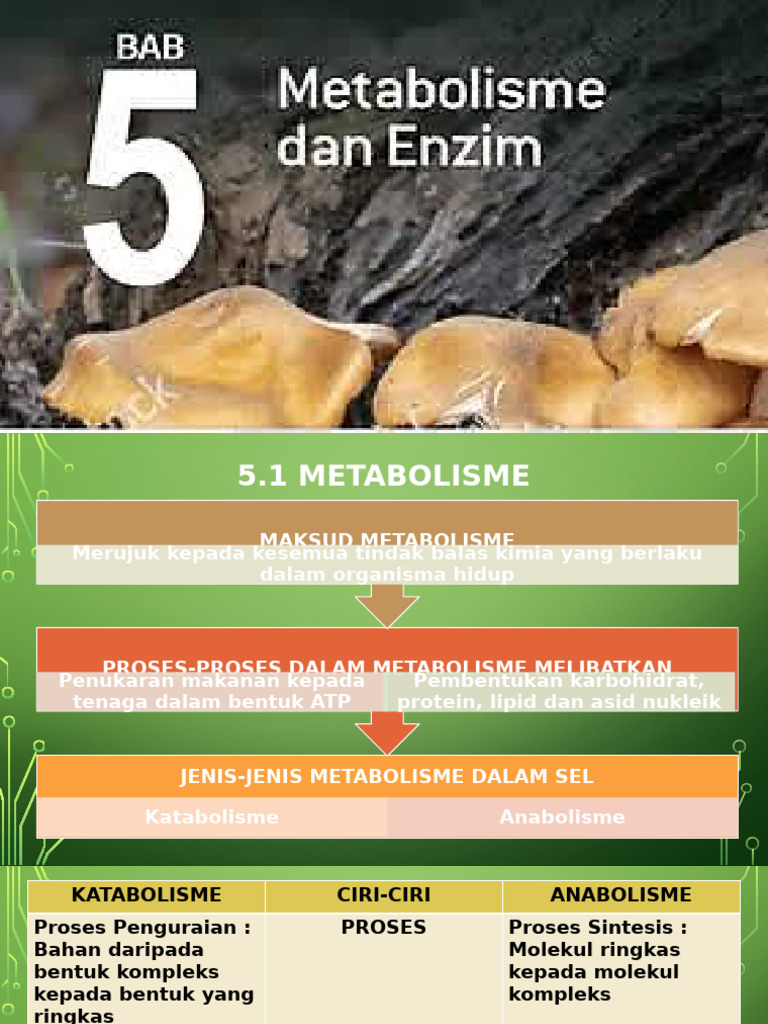 Bio Bab5 F4 | PDF