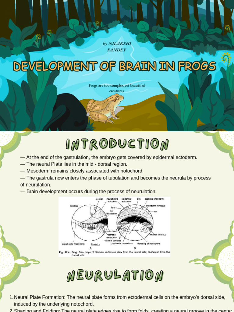 Frog Brain Development Process Explained | PDF | Cerebrum | Nervous System