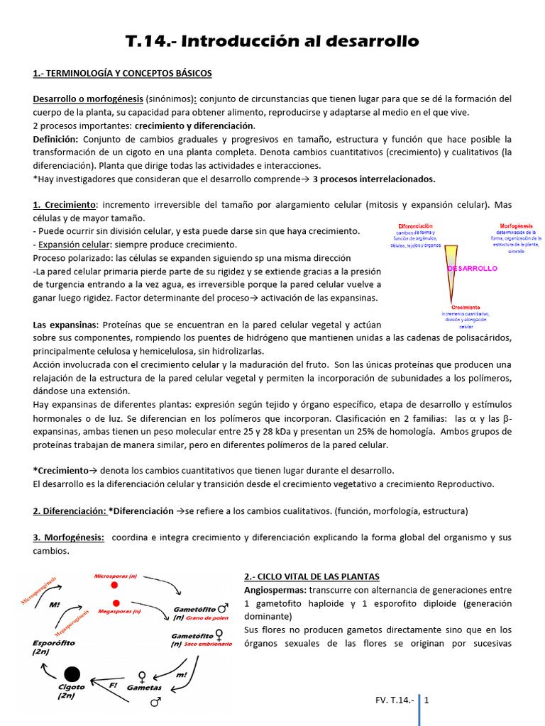 Morfogénesis y Crecimiento en Musáceas | PDF | Raíz | Tallo de la planta