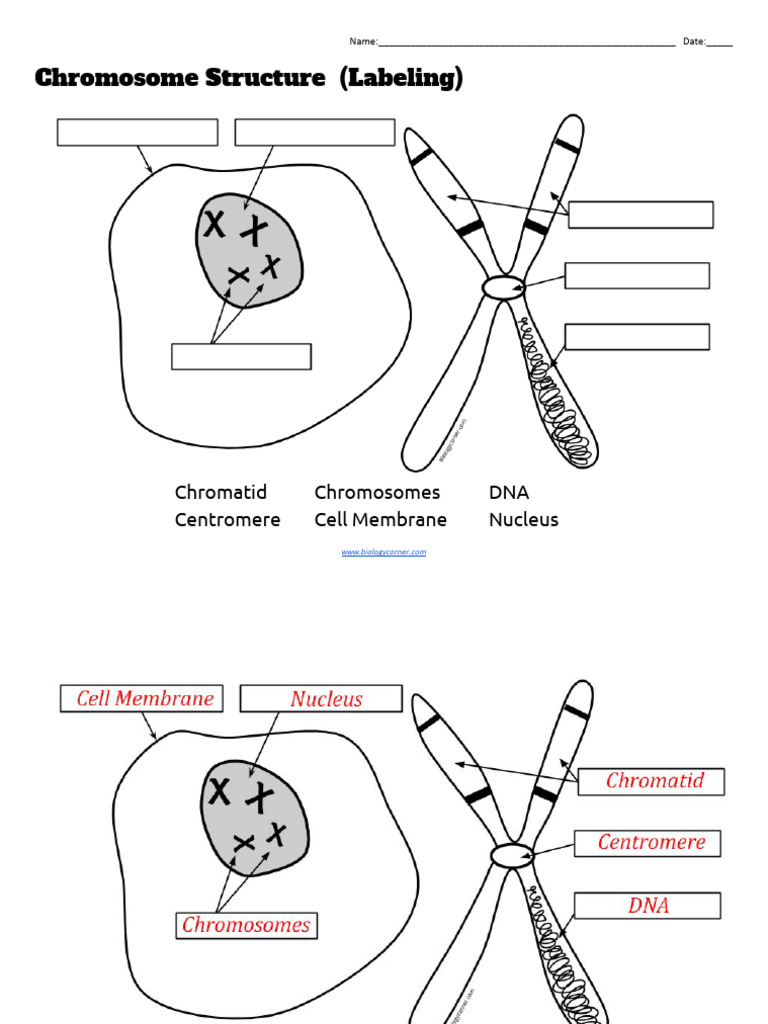 Chromosome Structure (Labeling) : Chromatid Chromosomes DNA Centromere ...