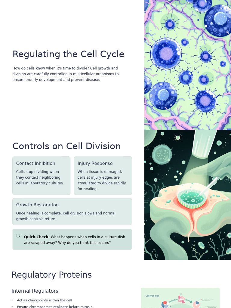 Cell Cycle Regulation and Cancer Insights | PDF | Cancer | Cell Cycle