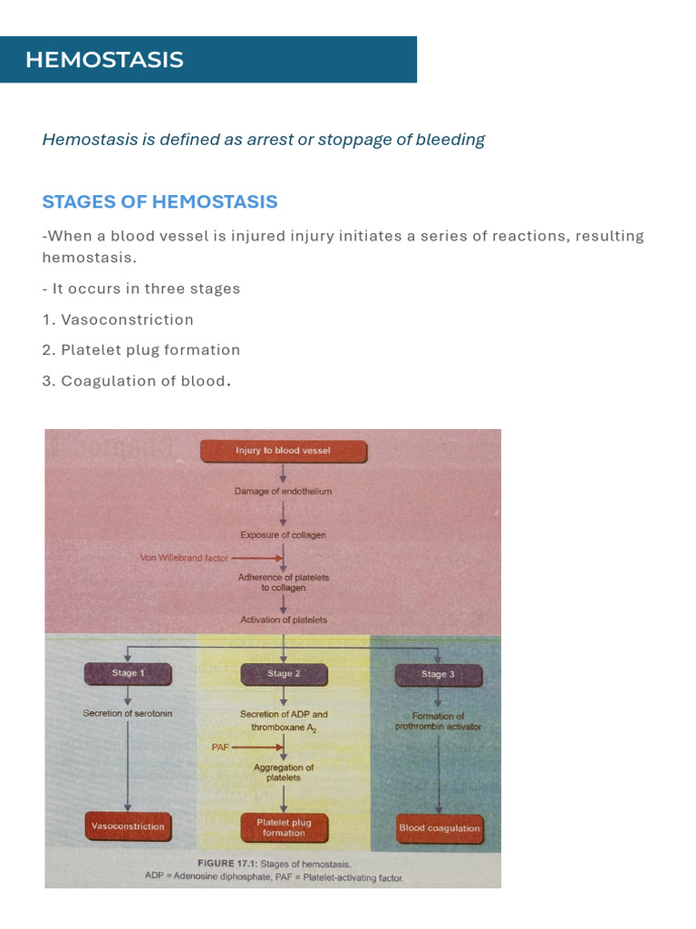 Understanding Hemostasis Stages | PDF