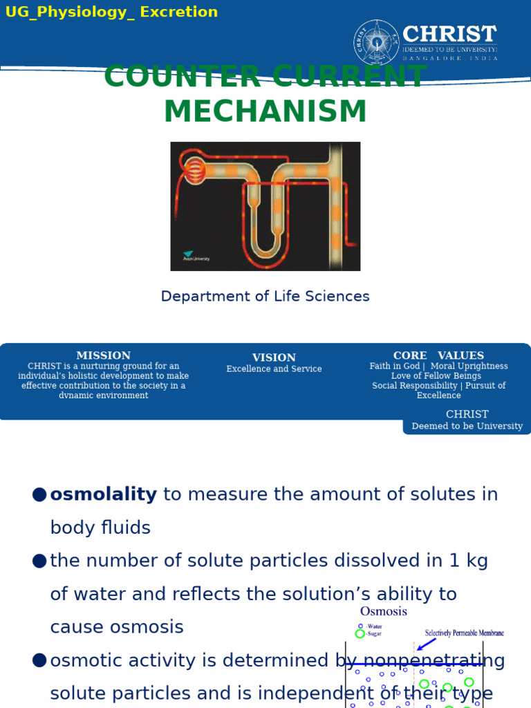 UG_Physiology_Excretion_Counter current mechanism | PDF | Hemodialysis ...