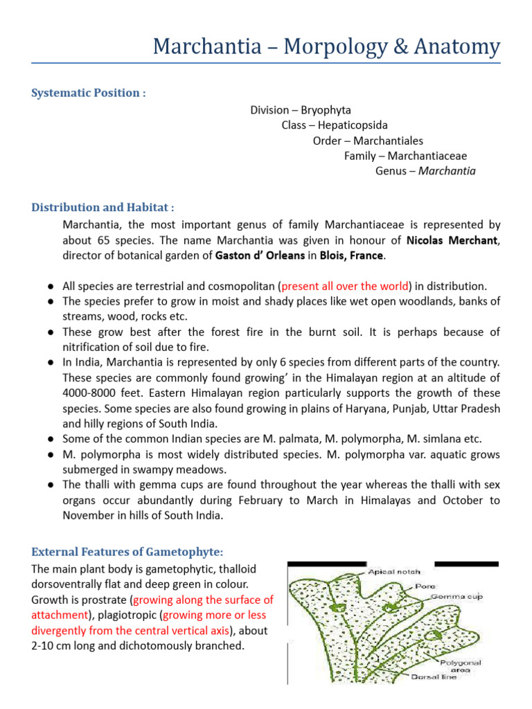 Marchantia – Morpology & Anatomy.docx-1 | PDF | Leaf | Epidermis