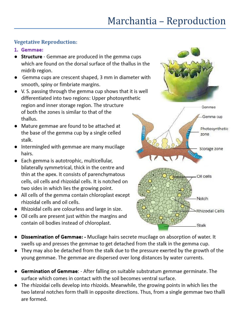 Marchantia Gemma Cup Structure and Function | PDF | Reproduction | Plants