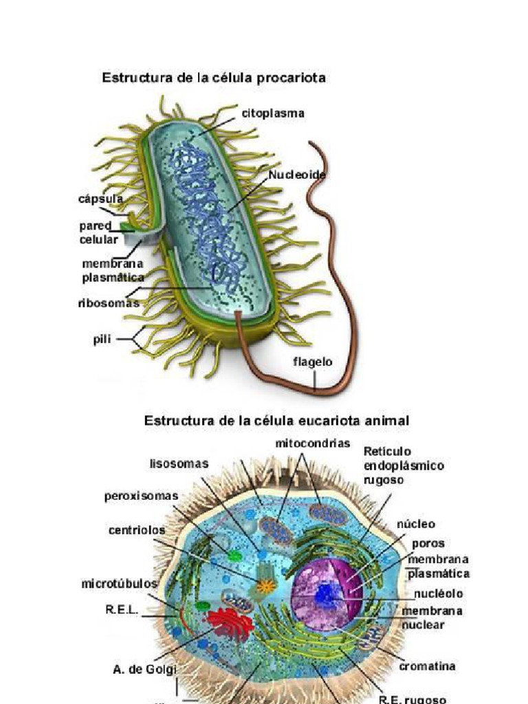 Celulas Procarioticas Marcadas Clasificación De Las Células.