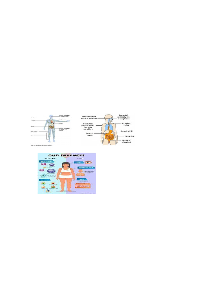Nota Pelatih Unit 1.1 Review Immune Body System & Integumentary System ...