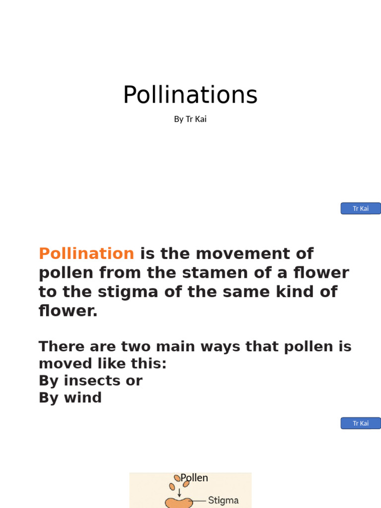 Insect and Wind Pollination Explained | PDF